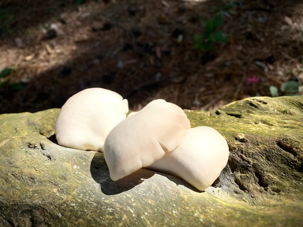 Wishing Forgiveness, Wishing Peace | Live and Forgive